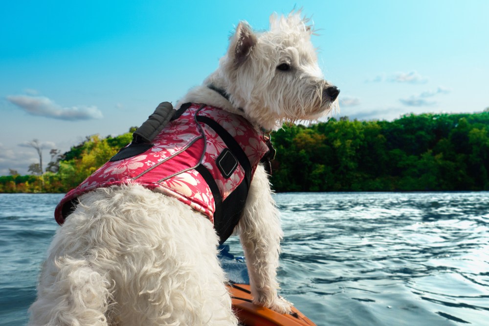 Sailing Safely: Boating Safety Tips for Dogs – The Little Dog Diaries