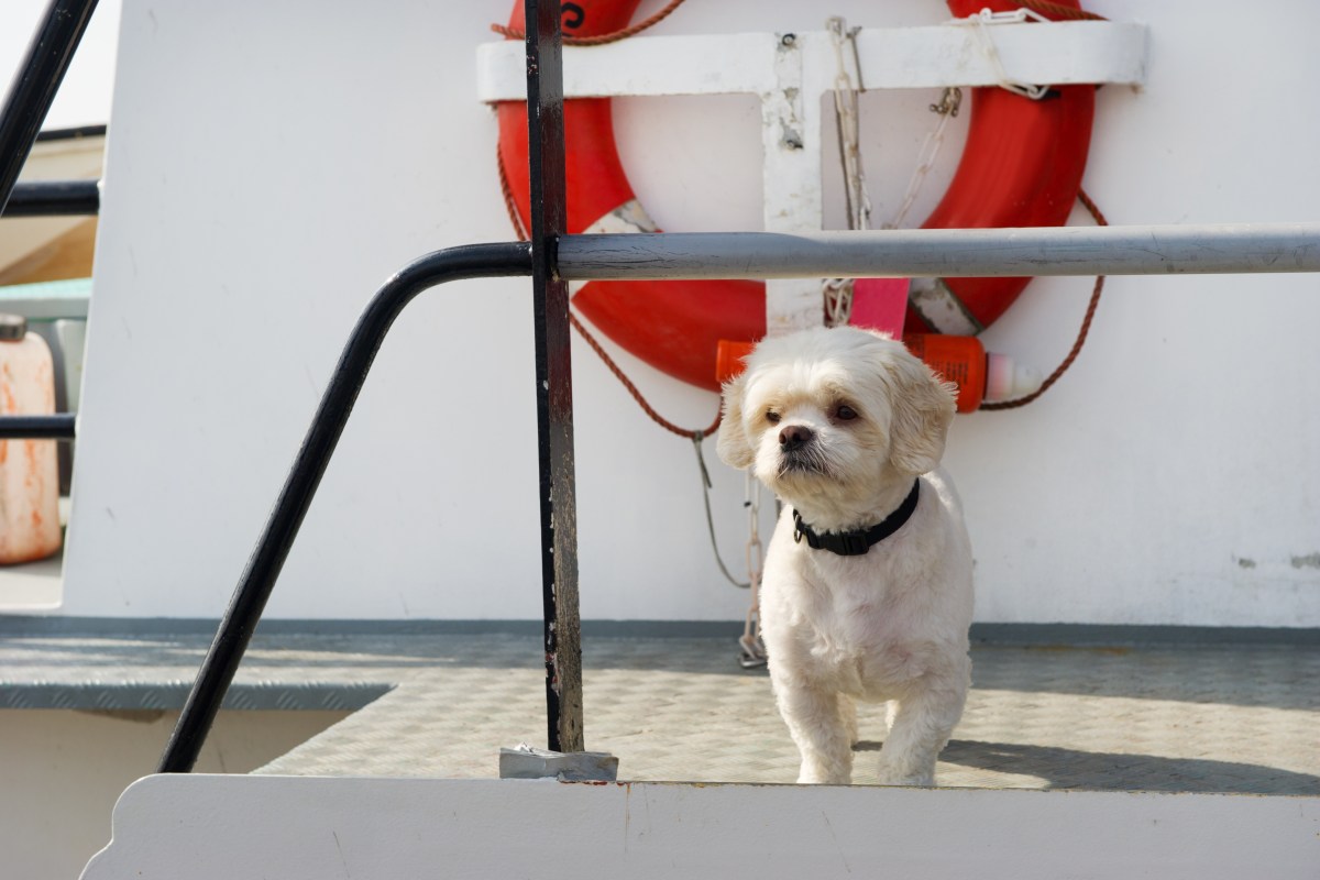 Sailing Safely: Boating Safety Tips for Dogs – The Little Dog Diaries
