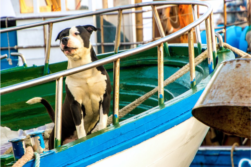 Sailing Safely: Boating Safety Tips for Dogs – The Little Dog Diaries