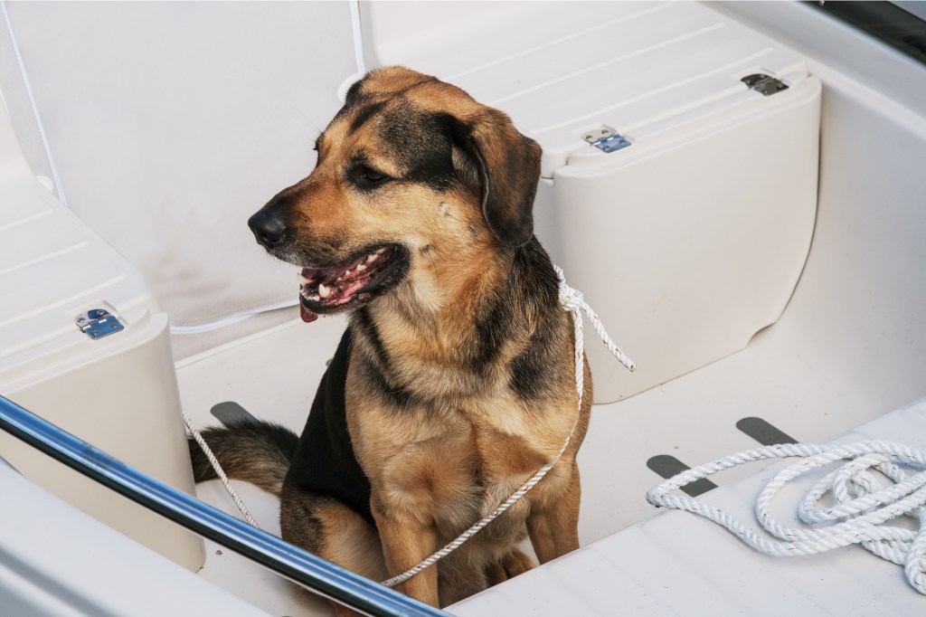 Sailing Safely: Boating Safety Tips for Dogs – The Little Dog Diaries
